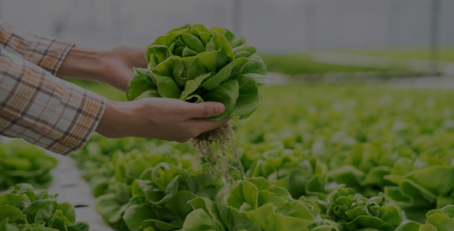 Coco Flora | Manufacturer & Exporter of Cocopeat & Coconut Coir Products