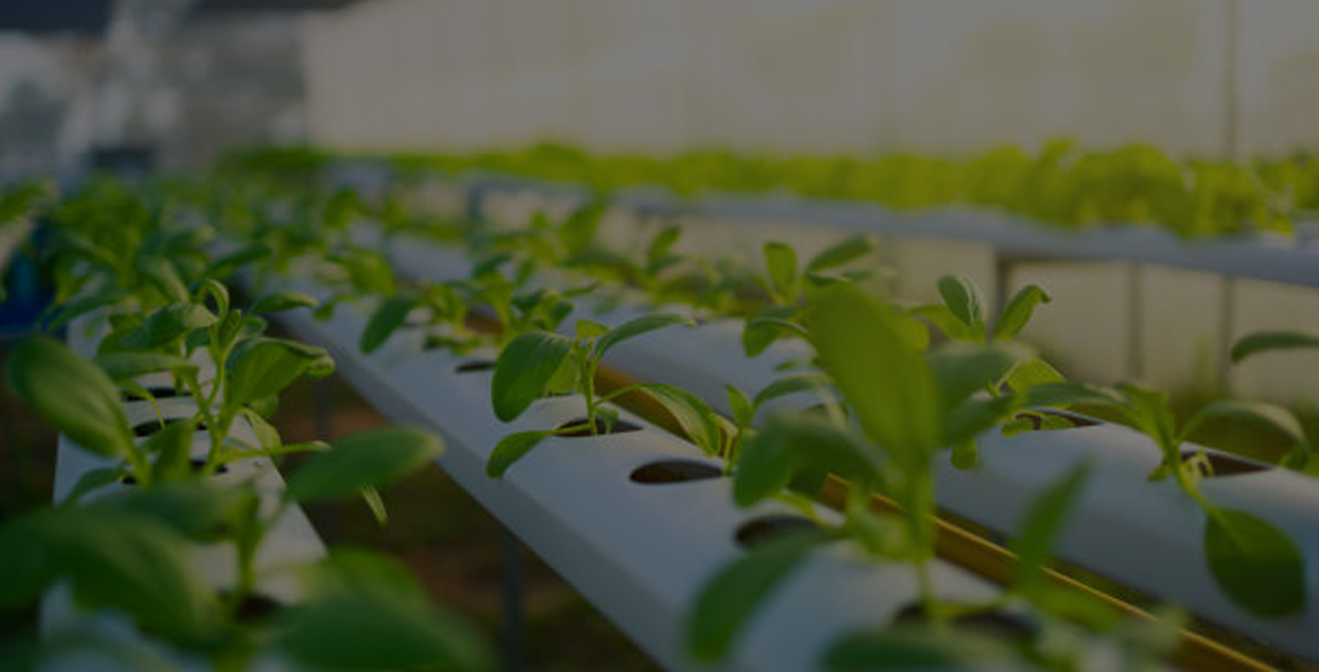 Coco Flora | Manufacturer & Exporter of Cocopeat & Coconut Coir Products